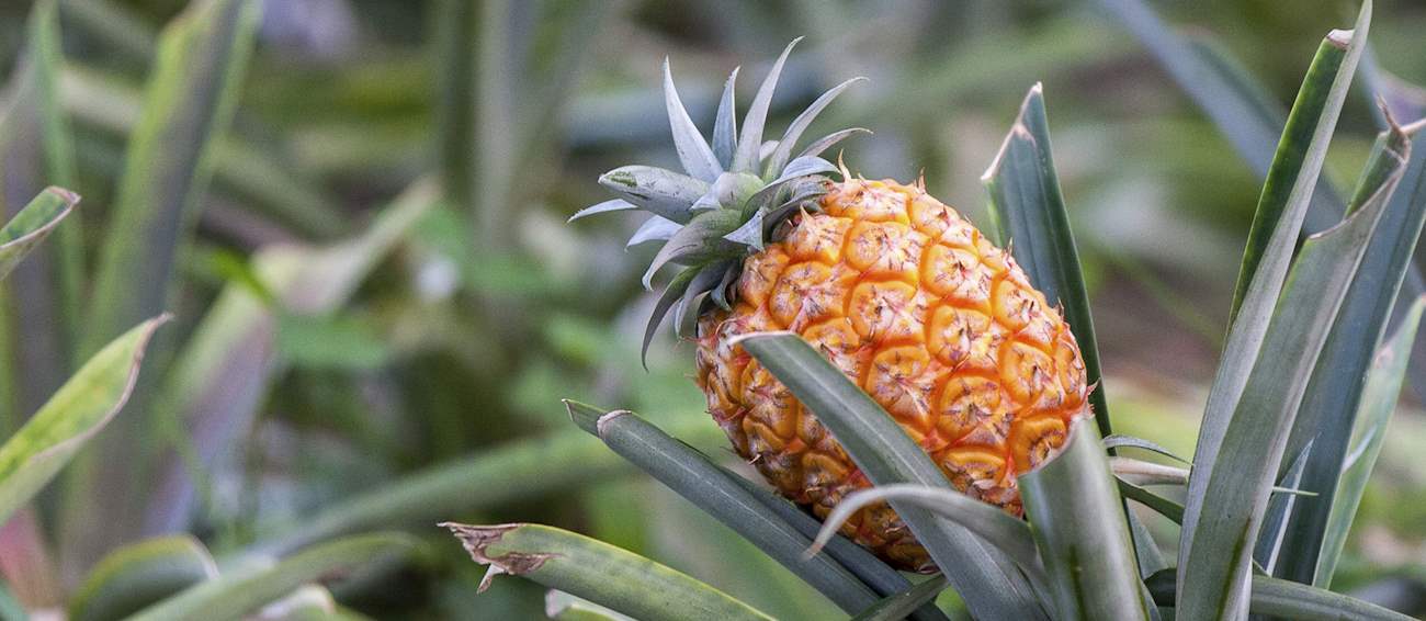 Ananás Dos Açores | Local Pineapple From São Miguel Island, Portugal