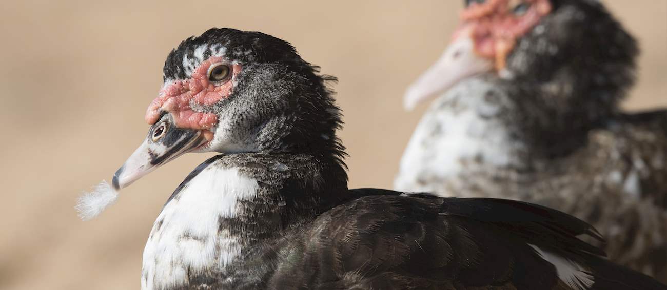 Canard á Foie Gras du Sud-Ouest | Local Duck Liver From Midi-Pyrénées ...