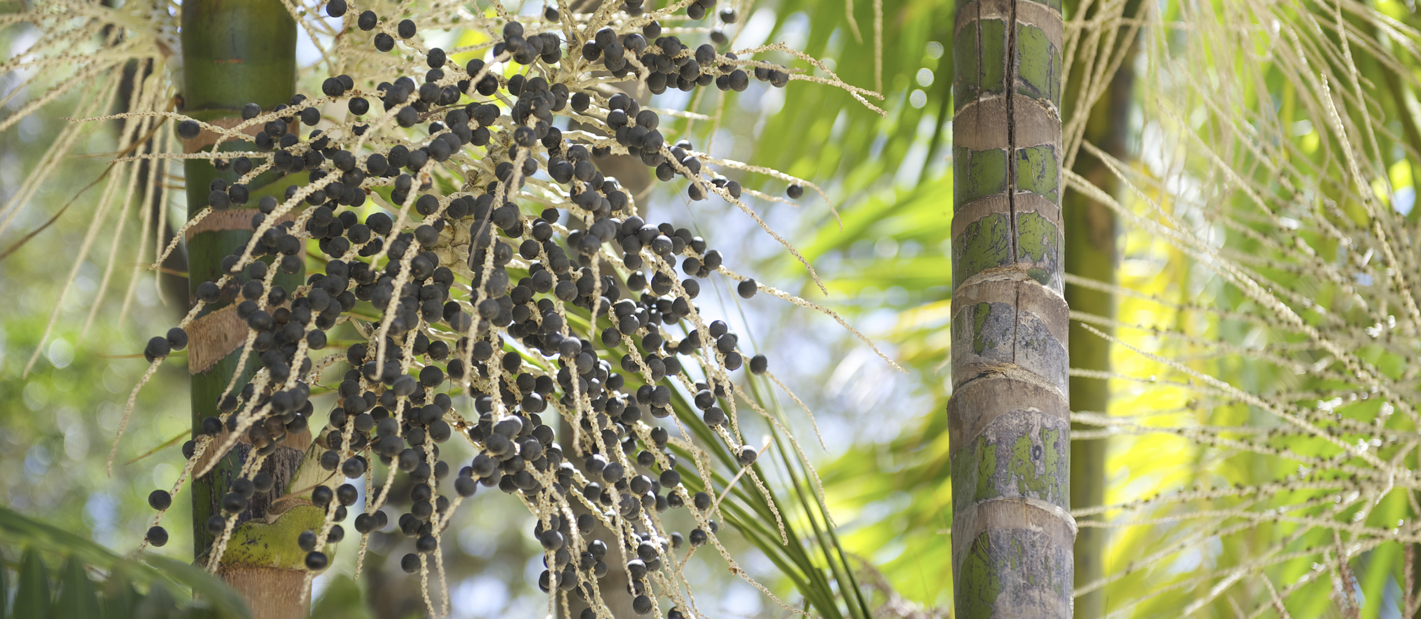Acai Berry Fruit Tree