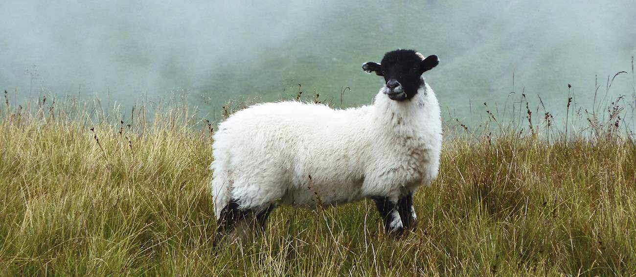 Scotch Lamb | Local Lamb From Scotland, United Kingdom