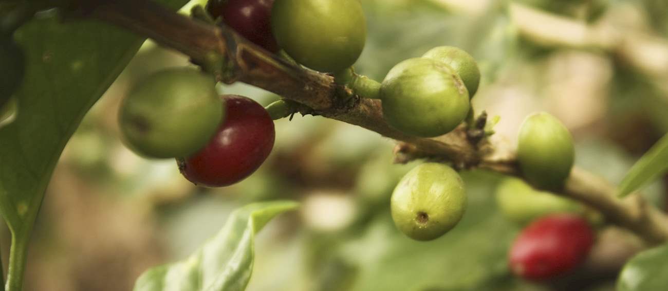 Café de Colombia | Local Coffee Beans From Caldas Department, Colombia