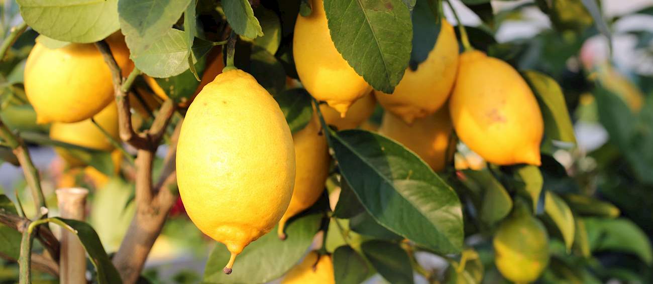 Limone di Rocca Imperiale | Local Lemon From Rocca Imperiale, Italy
