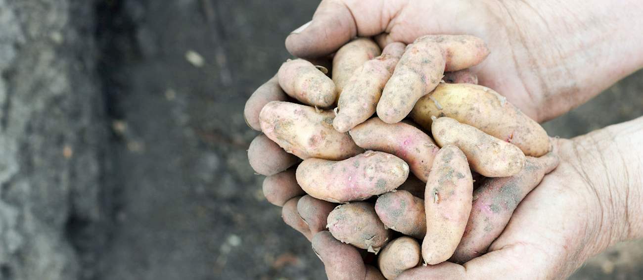 Bamberger Hörnla | Local Potato From Bavaria, Germany