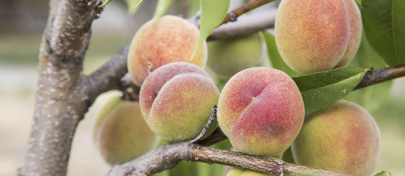 Pinggu da Tao | Local Peach From Pinggu District, China