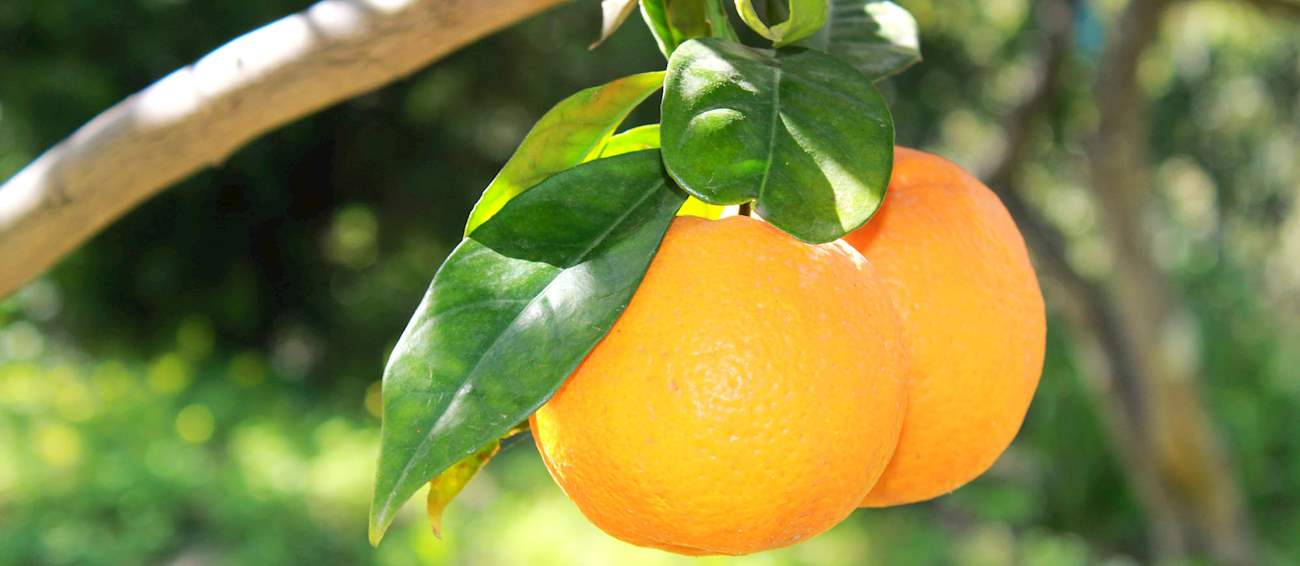 Arancia di Ribera | Local Orange From Province of Agrigento, Italy