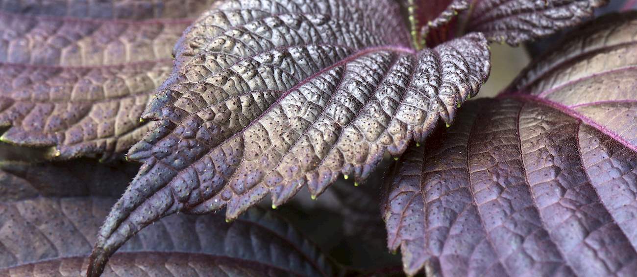 Shiso | Local Herb From Kyoto Prefecture, Japan