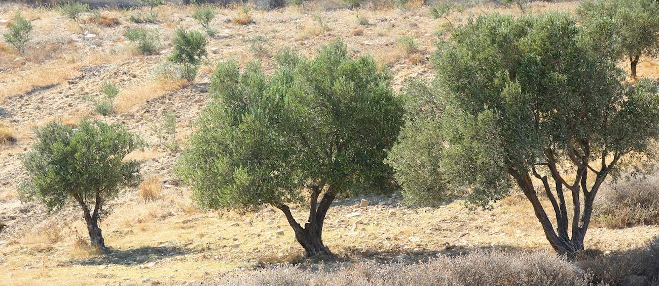 Peza Irakliou Kritis | Local Olive Oil From Heraklion Region, Greece