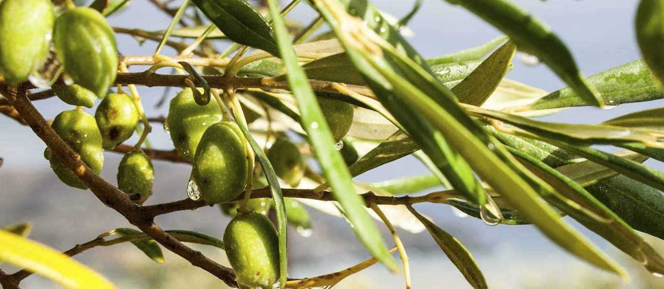 Peza Irakliou Kritis | Local Olive Oil From Heraklion Region, Greece