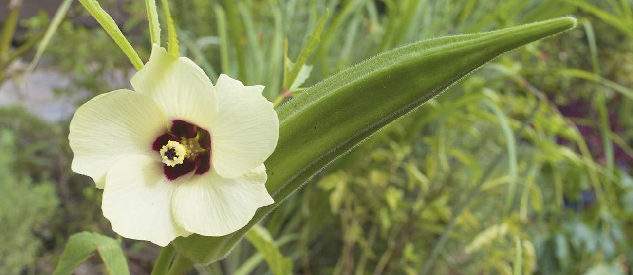 Bamya | Local Vegetable From Egypt
