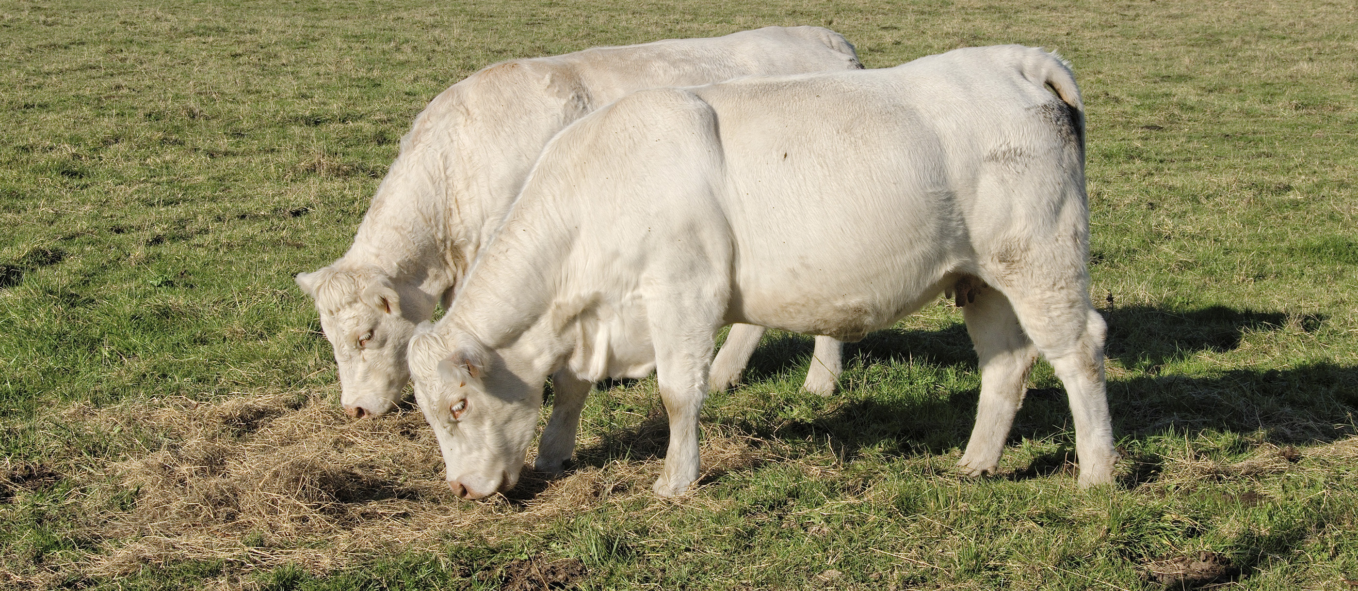 Cattle Charolais Cow Bred