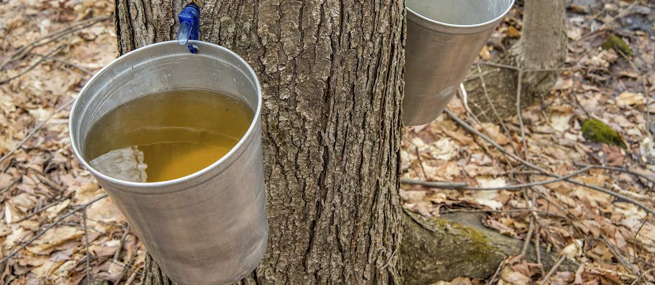 Maple Syrup | Local Syrup From Canada