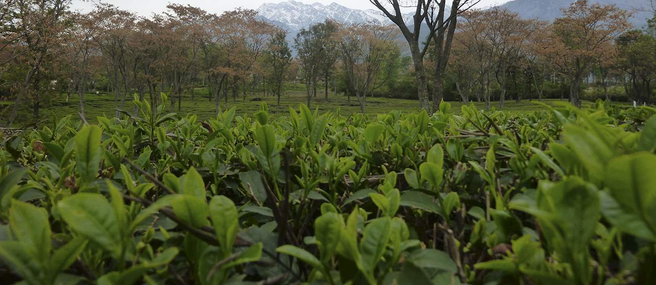 Kangra Chai | Local Tea From Kangra District, India