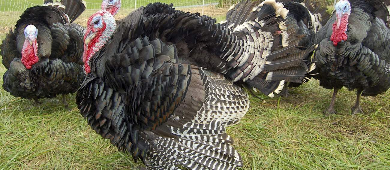 Traditional Farmfresh Turkey | Local Turkey From United Kingdom