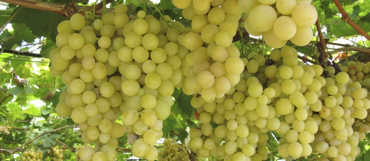 Uva di Puglia | Local Grapes From Apulia, Italy