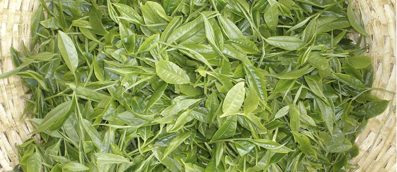 Kangra Chai | Local Tea From Kangra District, India