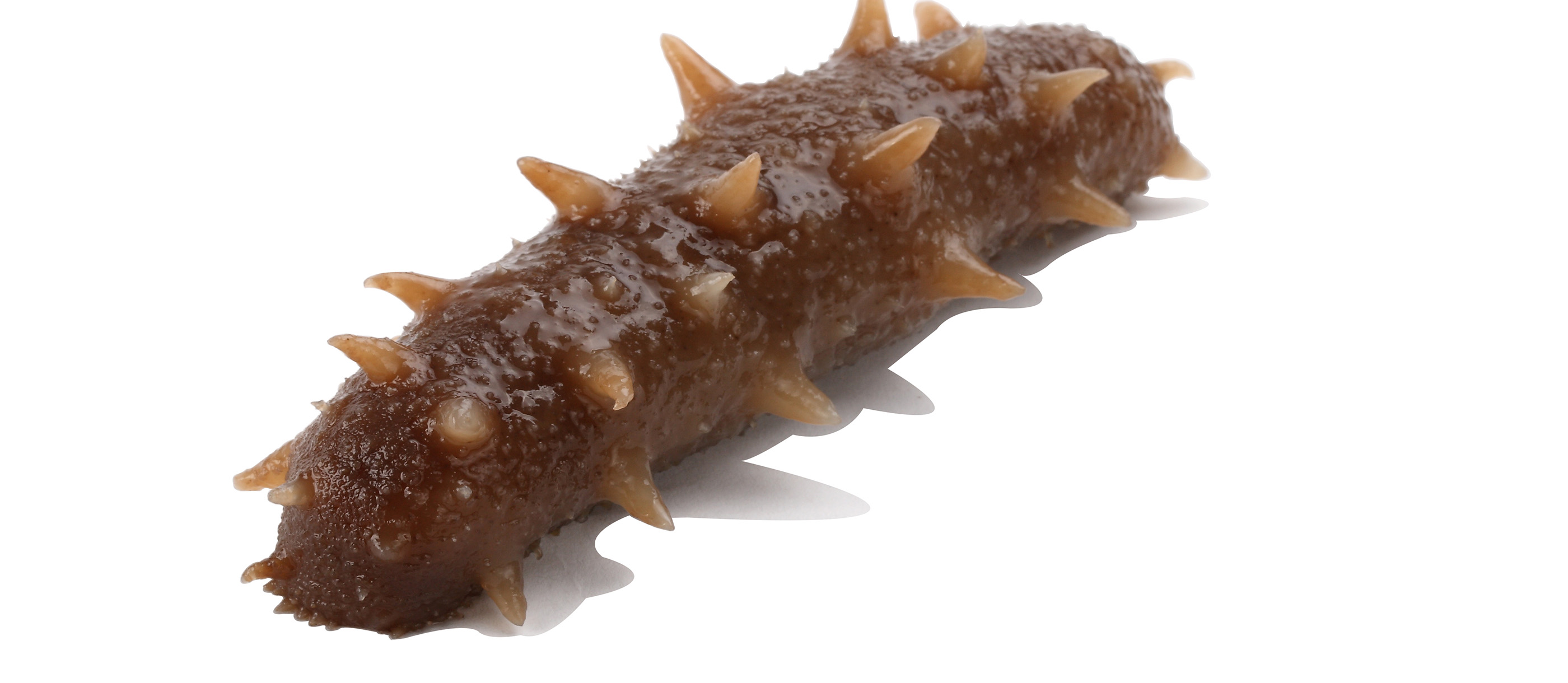 Sea Cucumber Pictures