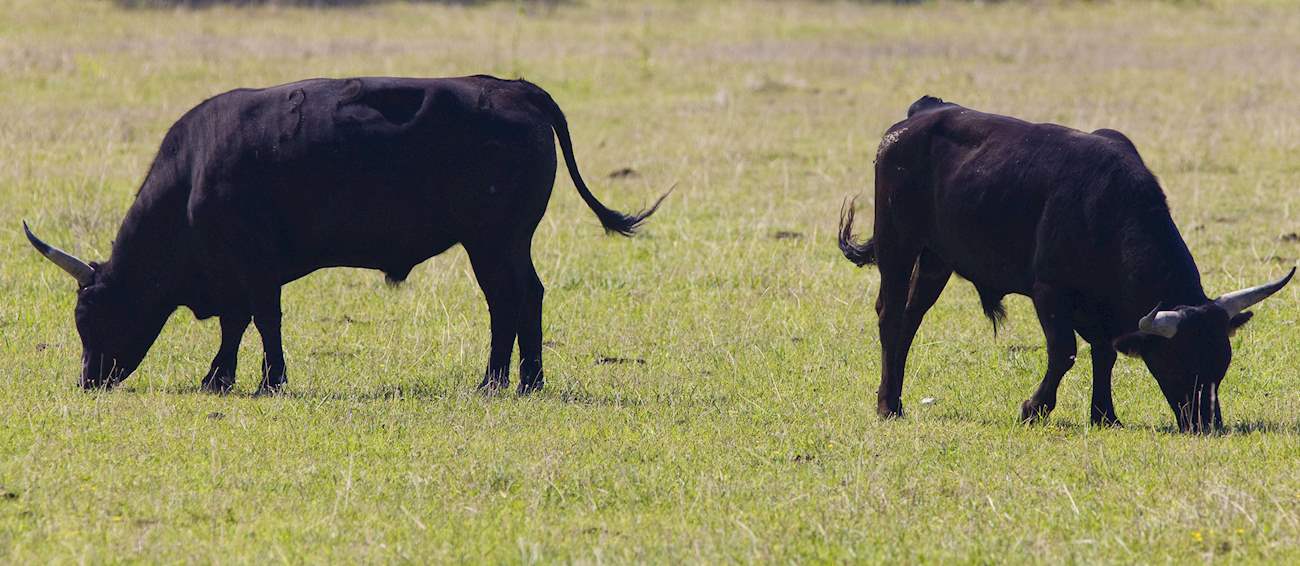 Taureau de Camargue | Local Beef Cattle Breed From Bouches-du-Rhône, France