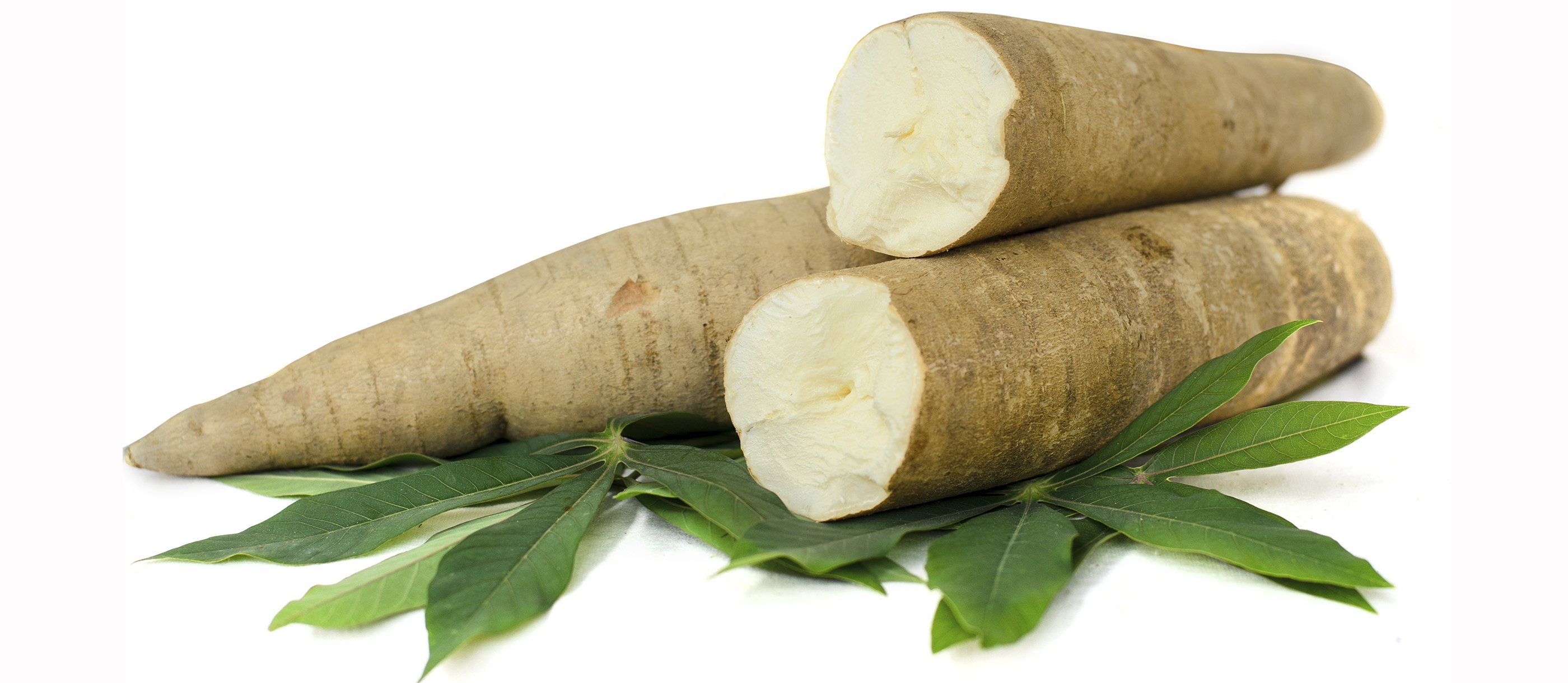 White Root Vegetable Name