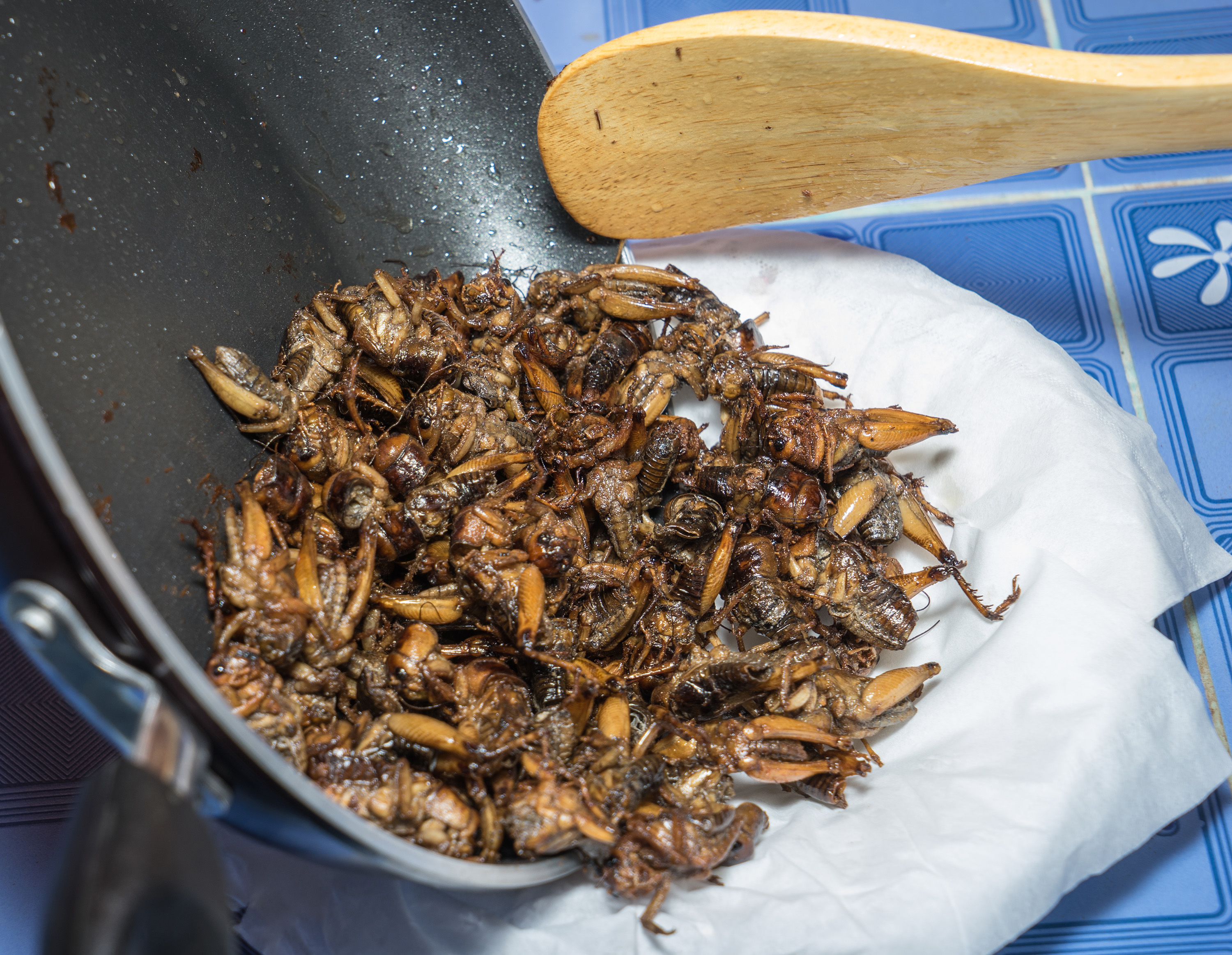 Cockroach Dishes