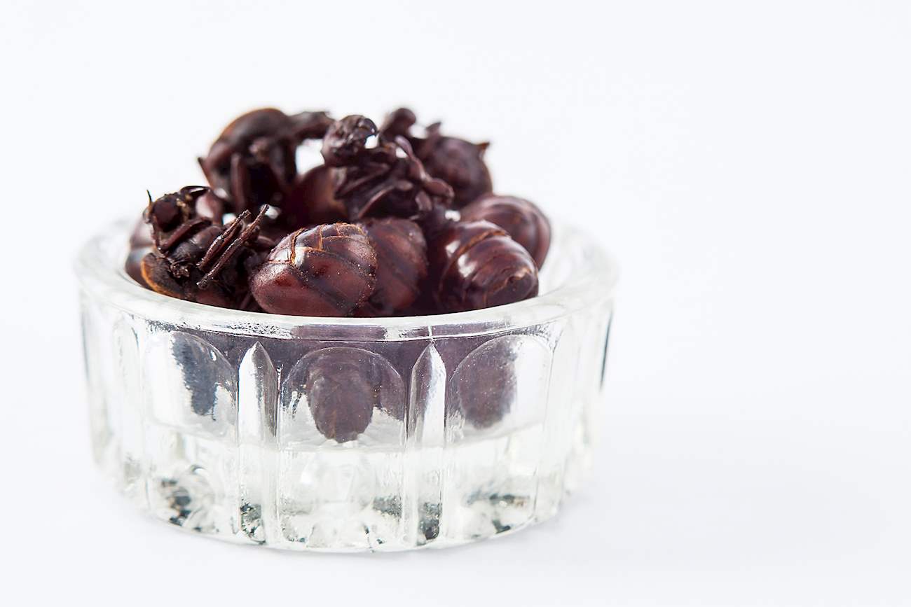 Hormiga Culona | Traditional Insect Dish From Santander Department ...