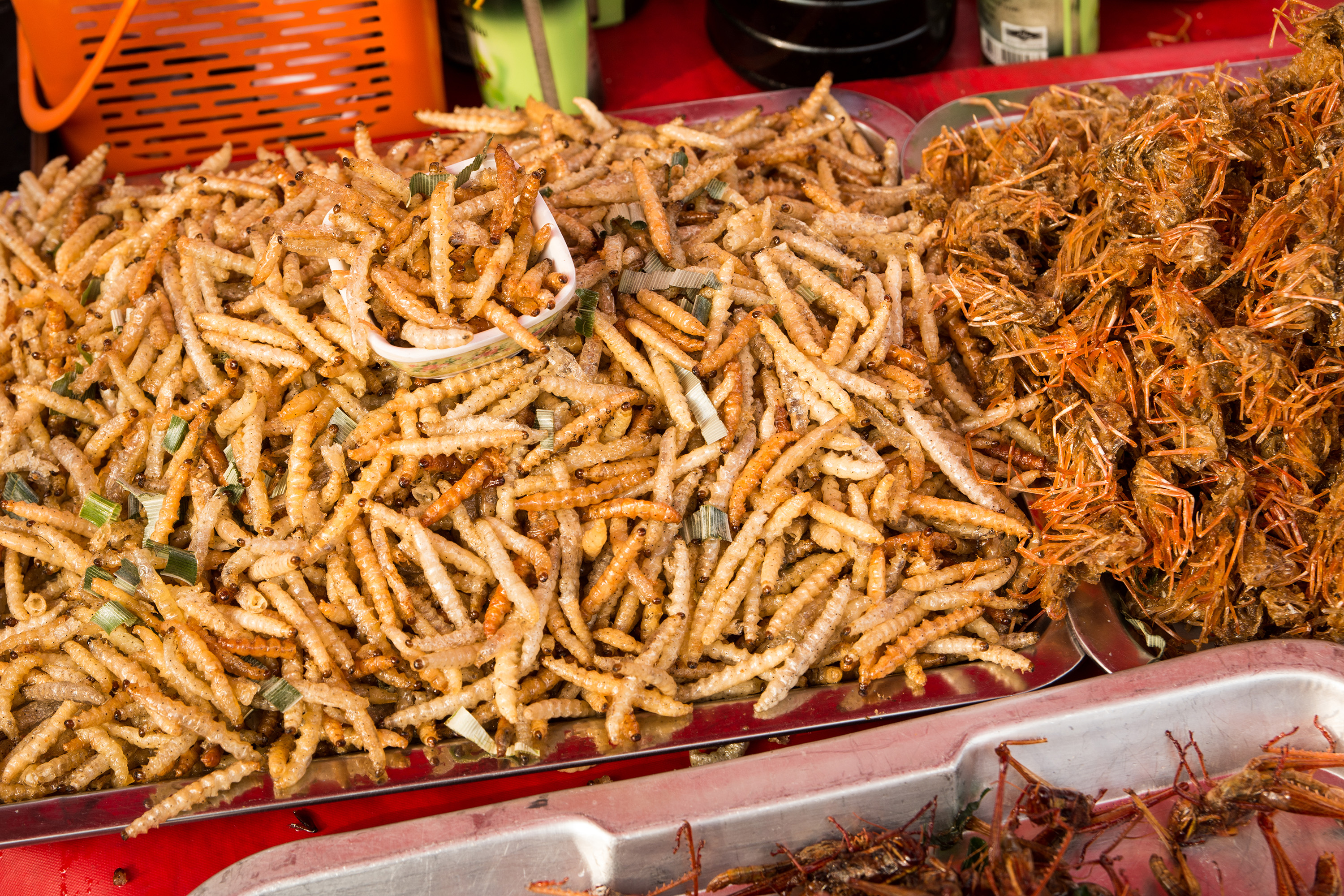 Chinese People Eating Bugs