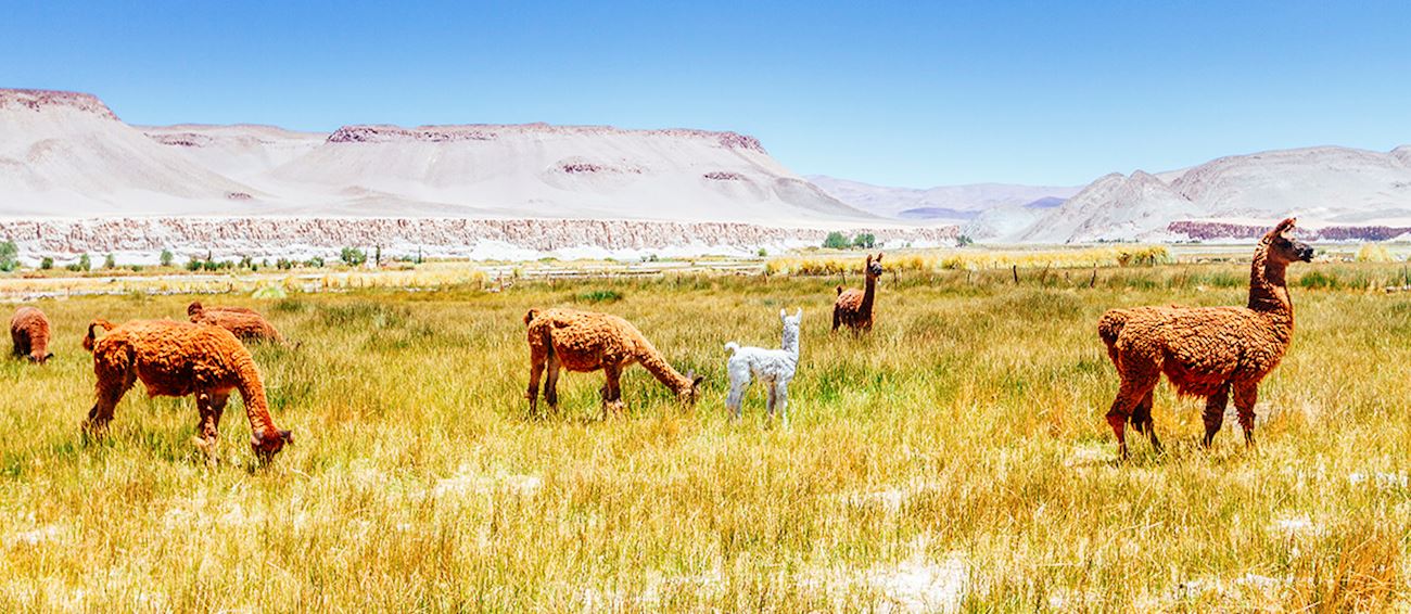 Lomo de Llama | Traditional Meat Dish From Argentine Northwest, Argentina