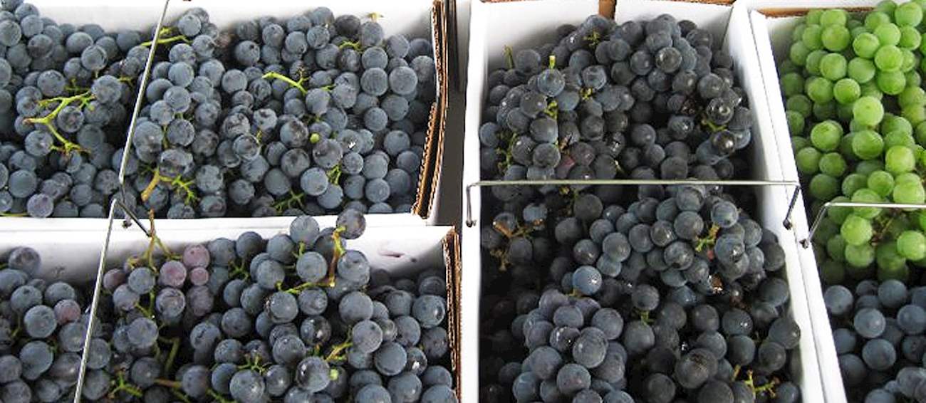 Naples Grape Festival | Fruit festival in Naples | Where? What? When?