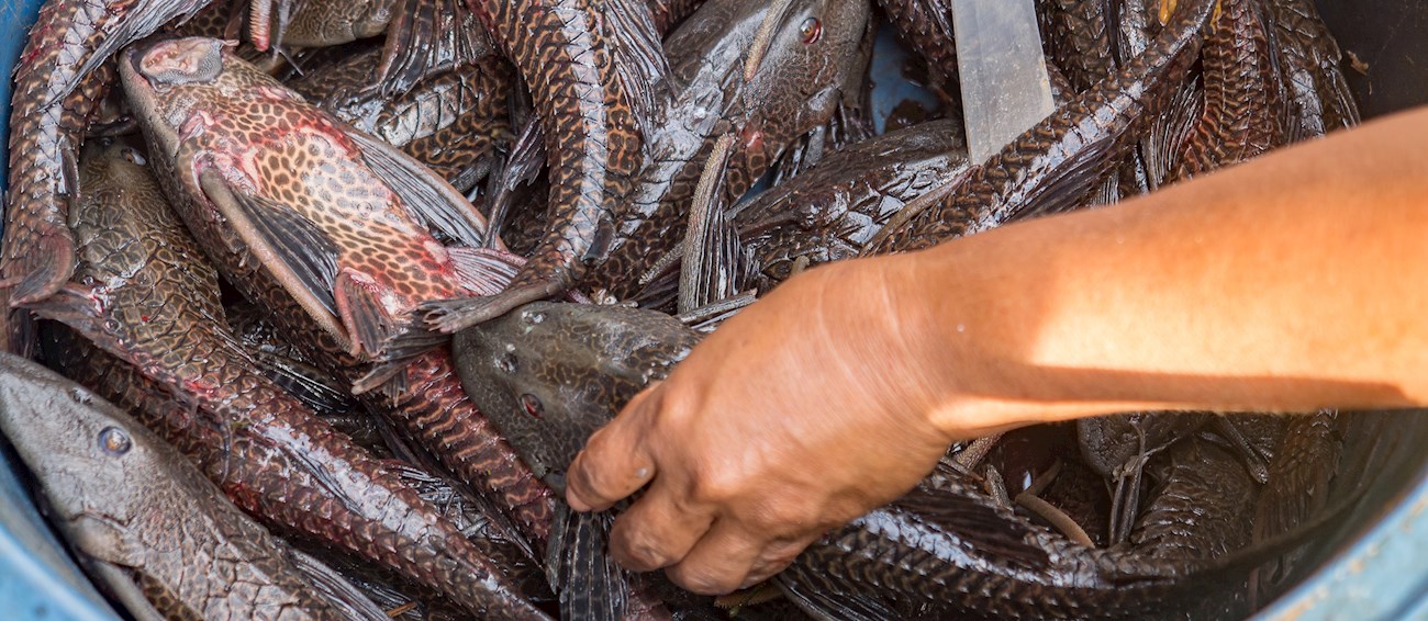 Carachama | Local Catfish From Loreto Region, Peru | TasteAtlas