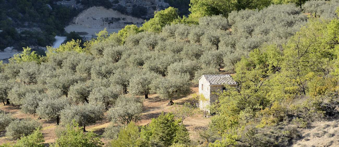 Olives Noires de Nyons | Local Black Olives From Drôme, France