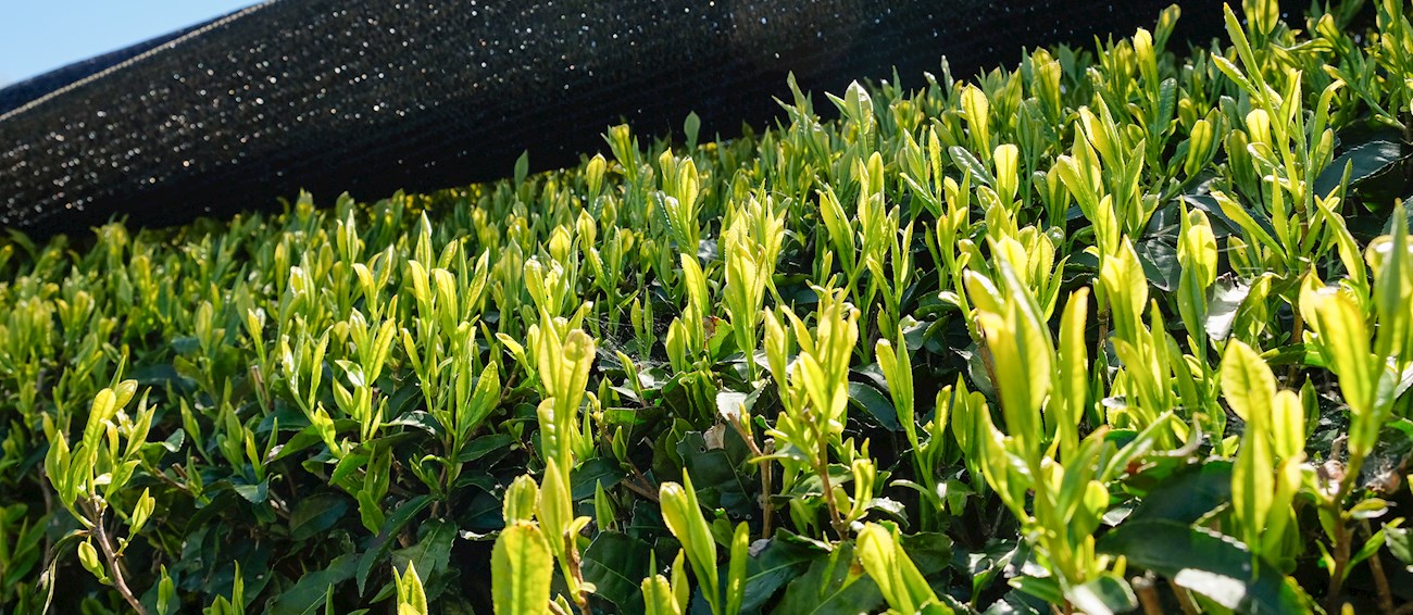 Kabusecha | Local Tea From Japan