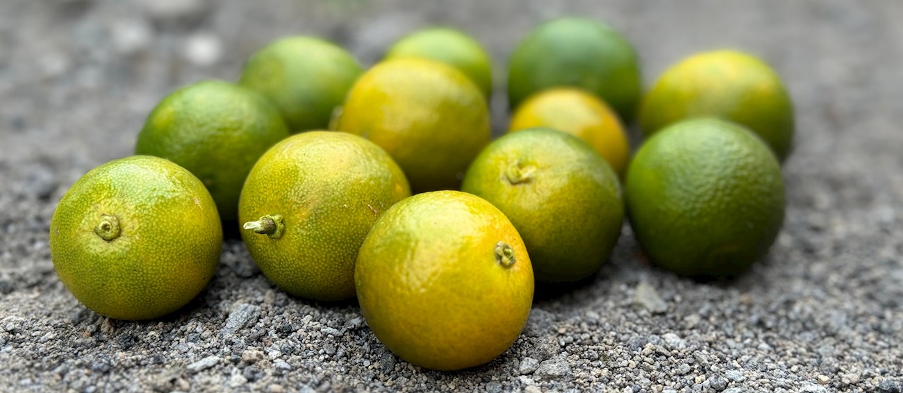 Calamansi | Local Citrus Fruit From Philippines, Southeast Asia