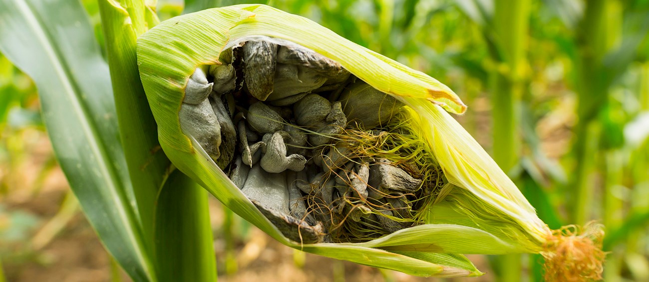 Huitlacoche | Local Corn From Mexico