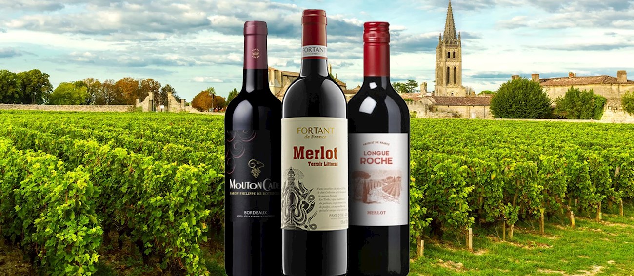 Merlot | Local Wine Variety From Bordeaux, France