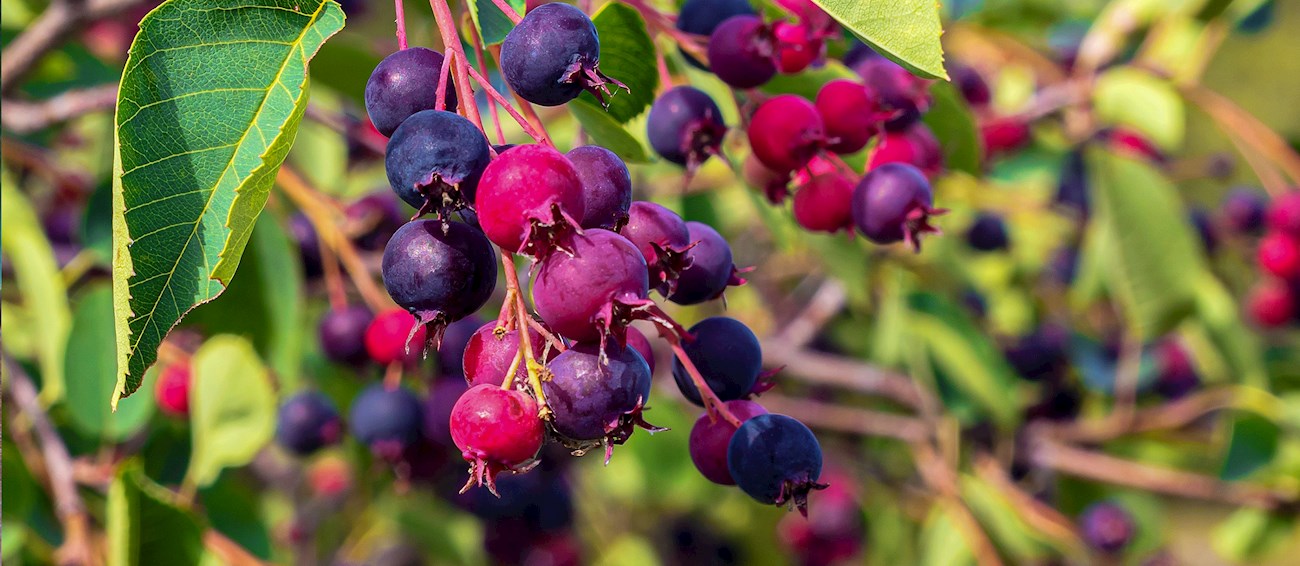 Saskatoon Berry | Local Juneberries From British Columbia, Canada