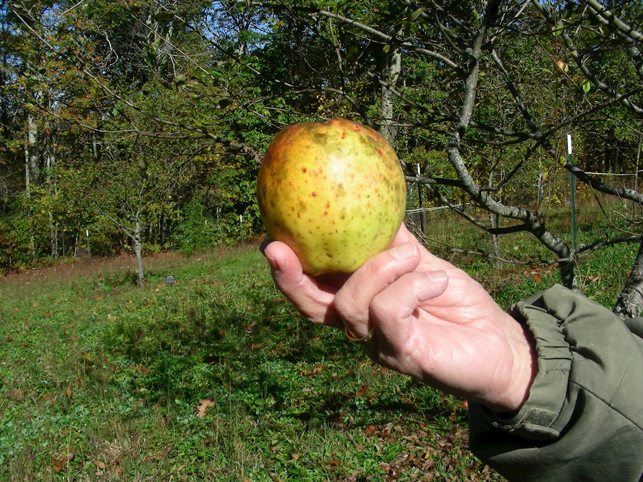 Yellow Bellflower Apples | Local Apple Variety From Crosswicks, United ...