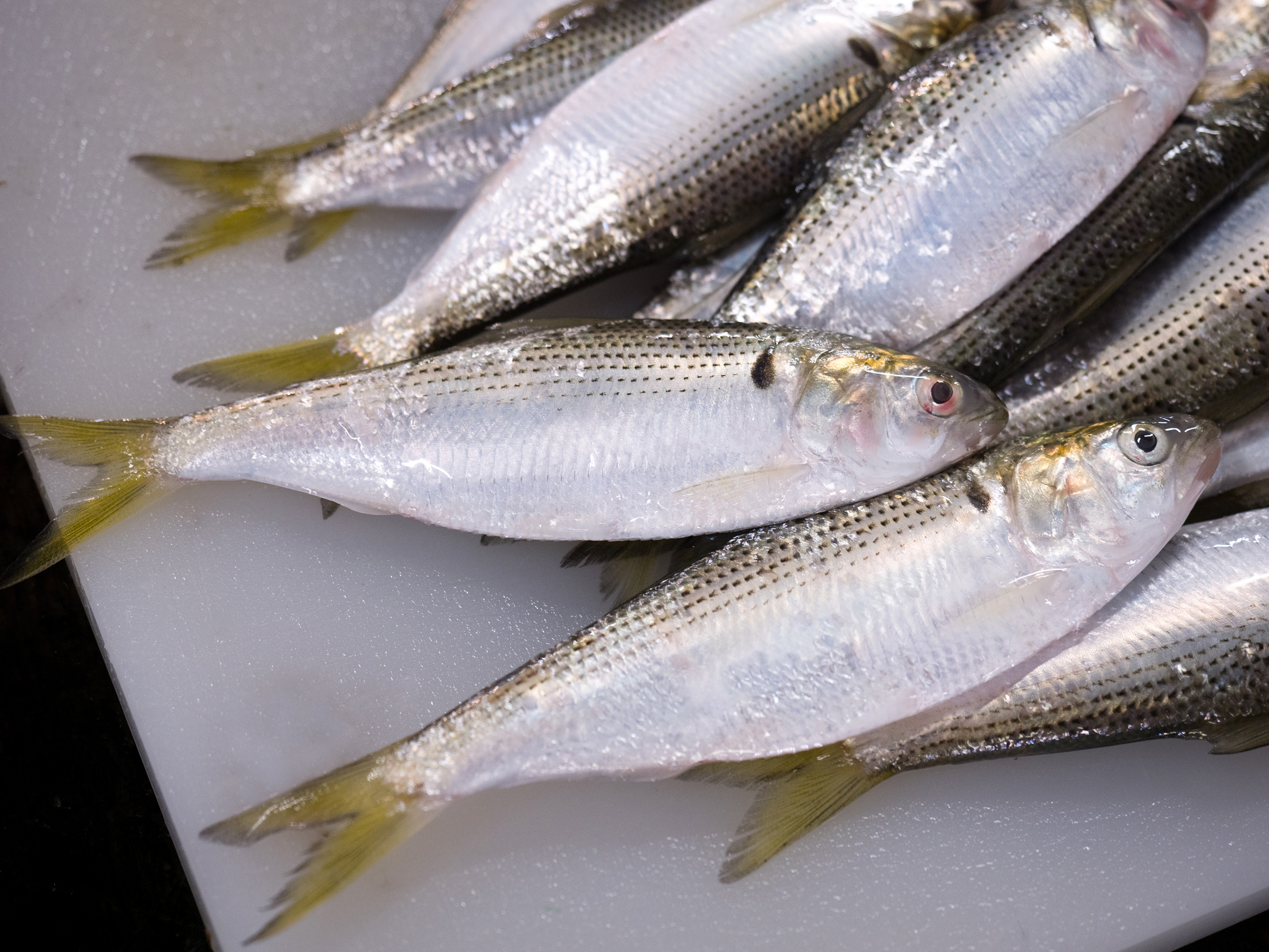 Gizzard Shad Sushi
