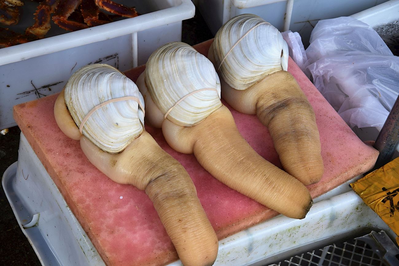 Geoduck | Local Clams From British Columbia, Canada