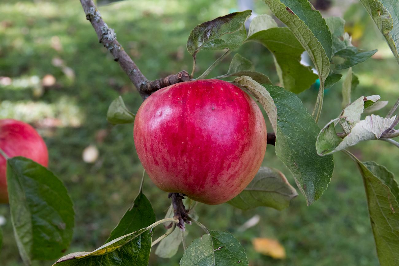 Akane Apples | Local Apple Variety From Japan