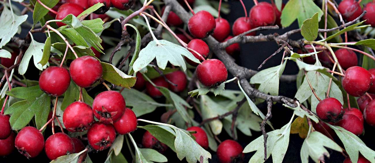 Hackberries | Local Berries From North America