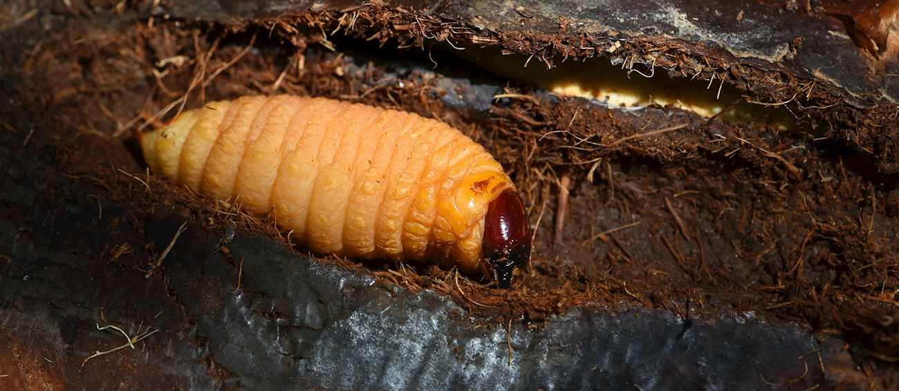 South American Palm Weevil Larvae | Local Insect From South America