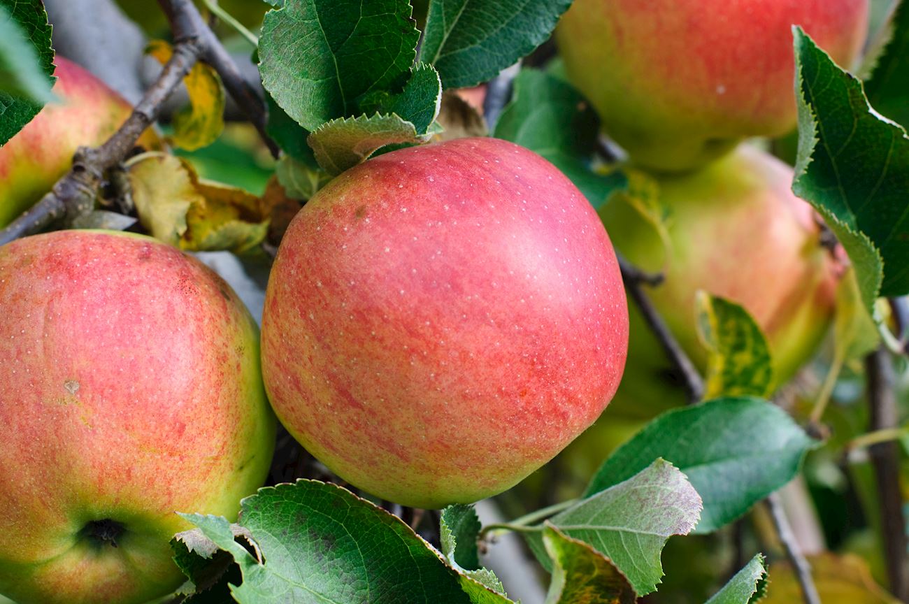 Baldwin Apples | Local Apple Variety From Wilmington, United States of ...