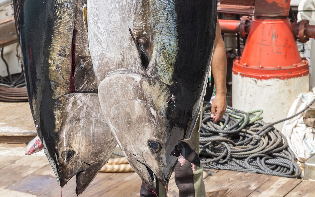 Atún de Almadraba | Local Atlantic Bluefin Tuna From Province of Cádiz ...