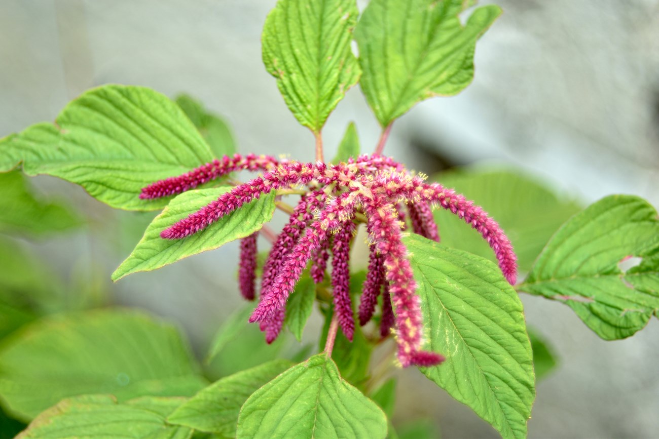 Aromanian Wild Amaranth | Local Amaranth From Elbasan County, Albania