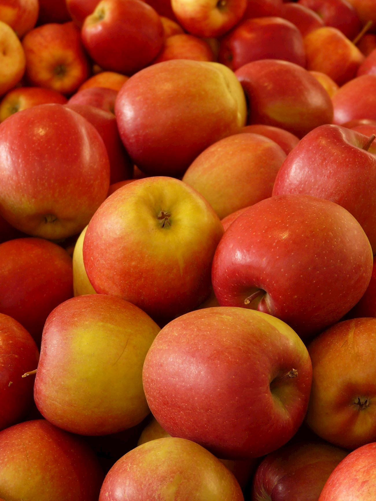 Manzana de Girona | Local Apple From Province of Girona, Spain