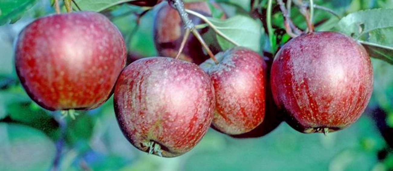 Red Dougherty Apples | Local Apple Variety From Twyford, New Zealand