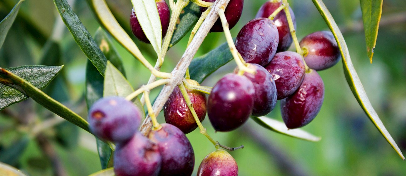 Koroneiki | Local Olives From Greece, Southeastern Europe