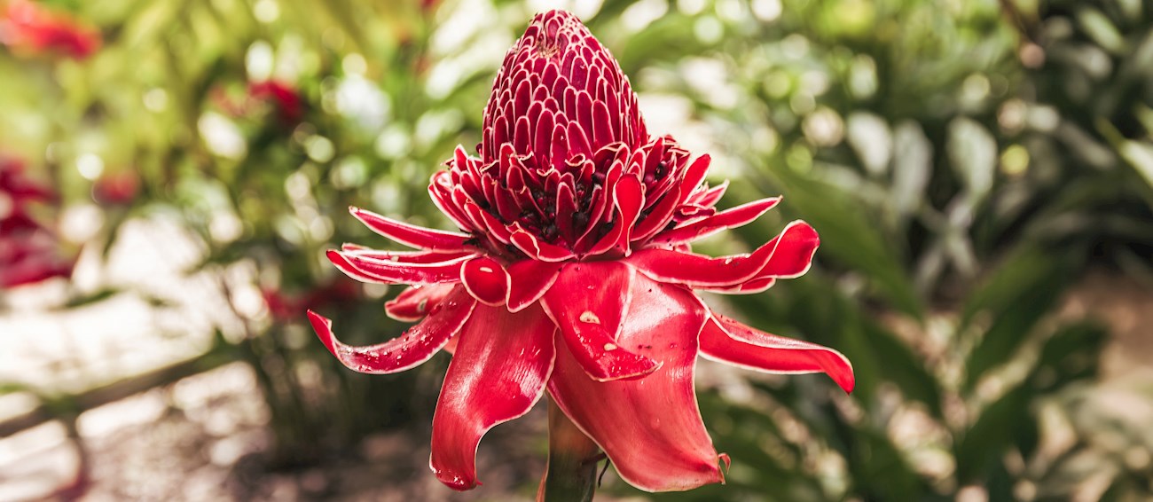 Kecombrang | Local Flower From Indonesia, Southeast Asia