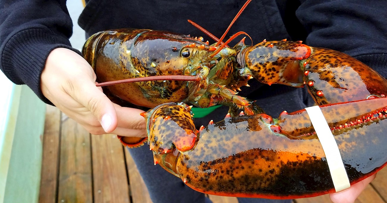 American Lobster | Local Lobster From New England, United States of America