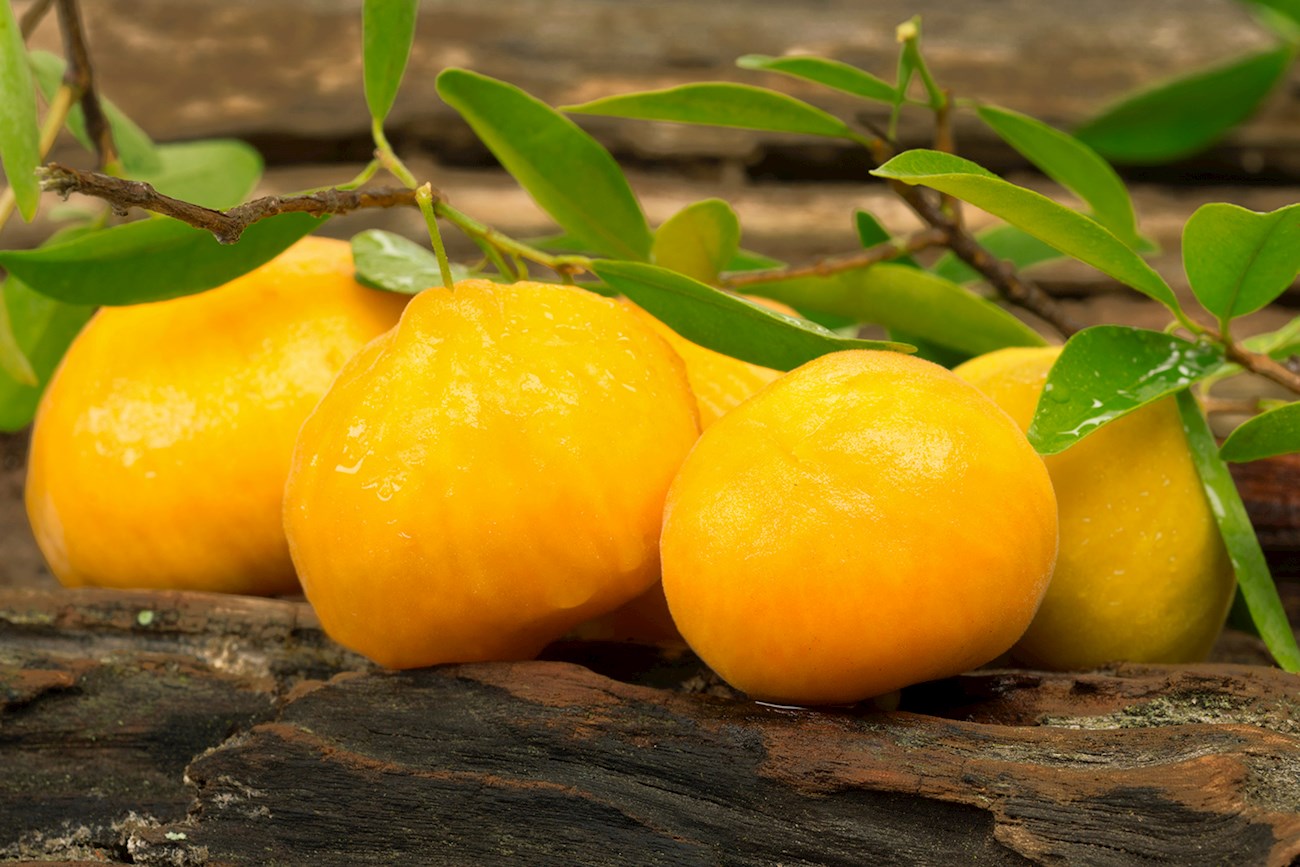 Uvalha | Local Tropical Fruit From South Region, Brazil