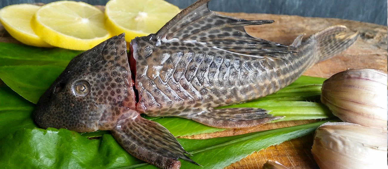 Carachama | Local Catfish From Loreto Region, Peru